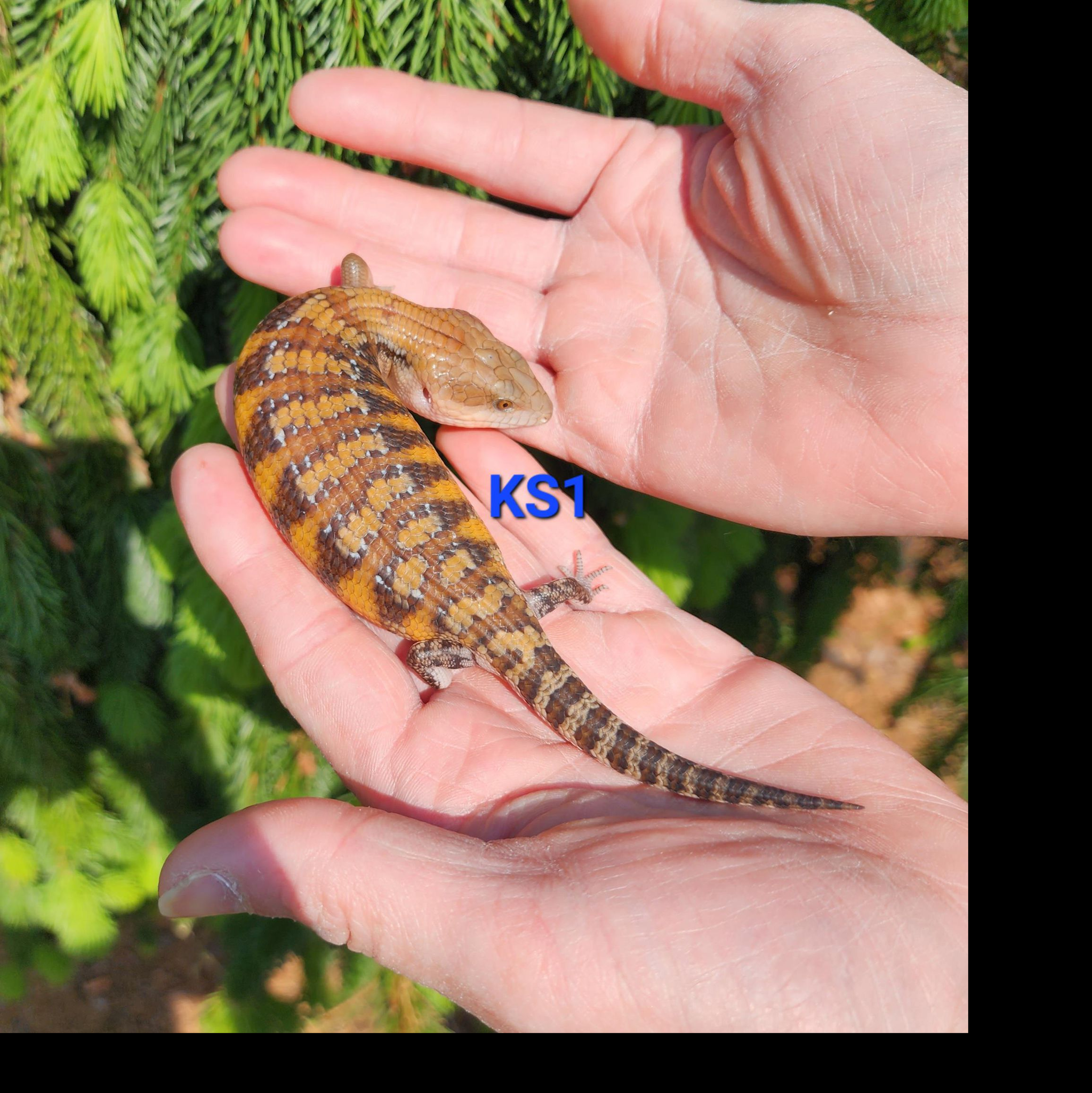 KS1 Hypo Sunset outcross x Red Classic for Sale | HappyDragons
