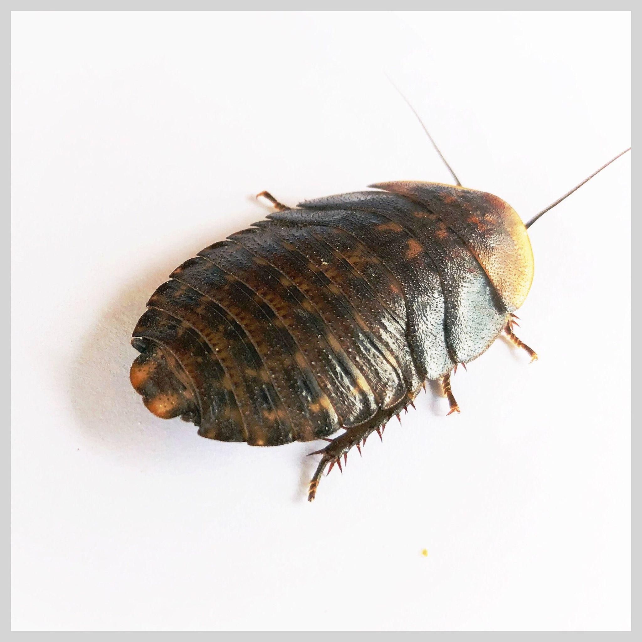 Small (1/2-3/4") Discoid Roaches (50) by Ovipost for Sale | HappyDragons