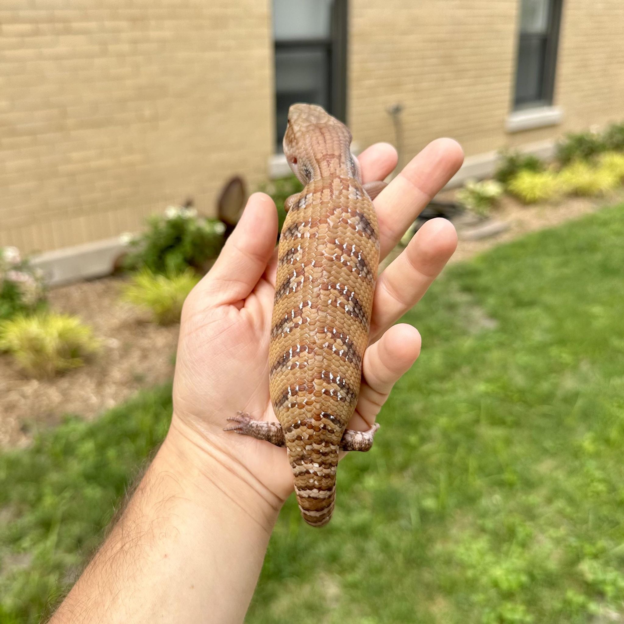 (LE03) Specialty Morph Northern Blue Tongue Skink Baby for Sale ...