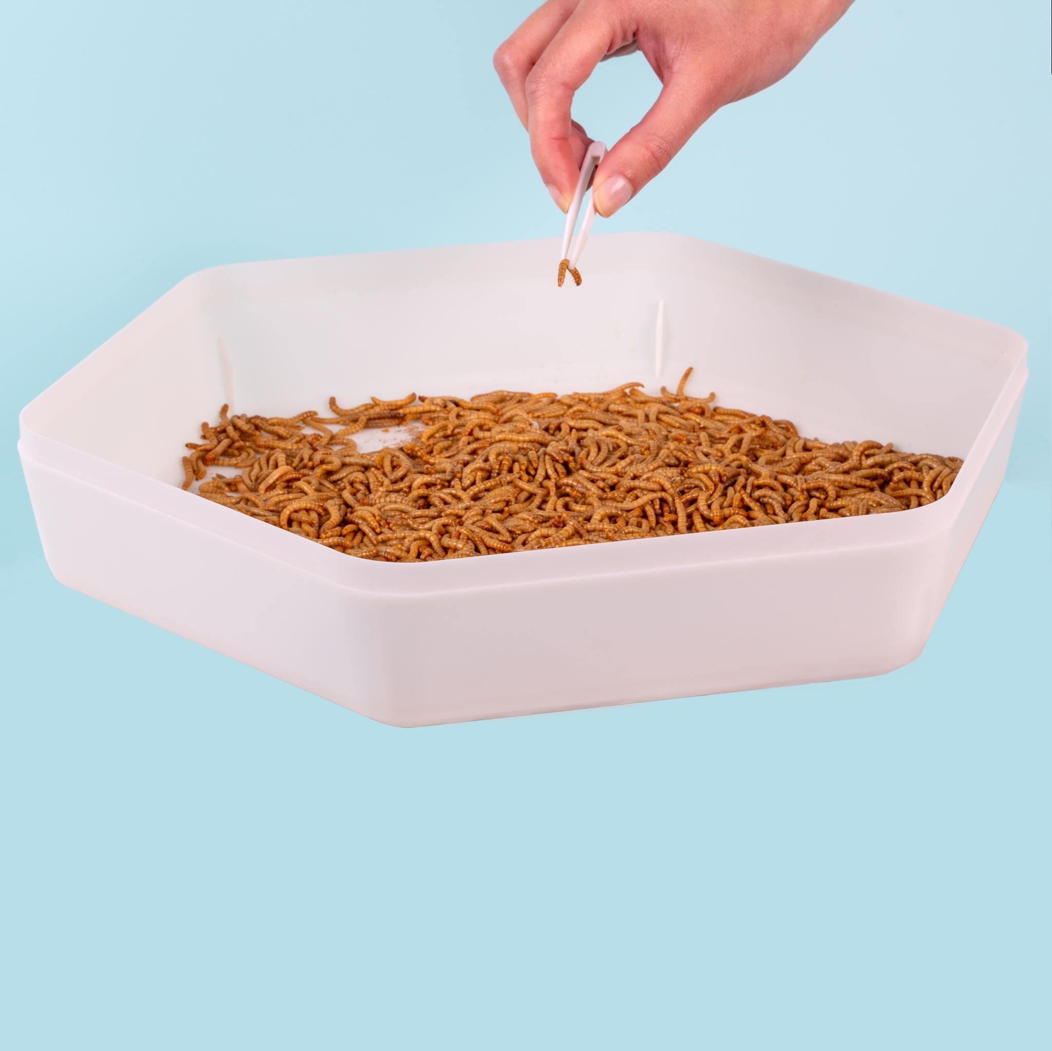 Mealworm Storage Tray (Beetle Tray Not Included) by The Bug Factory for ...